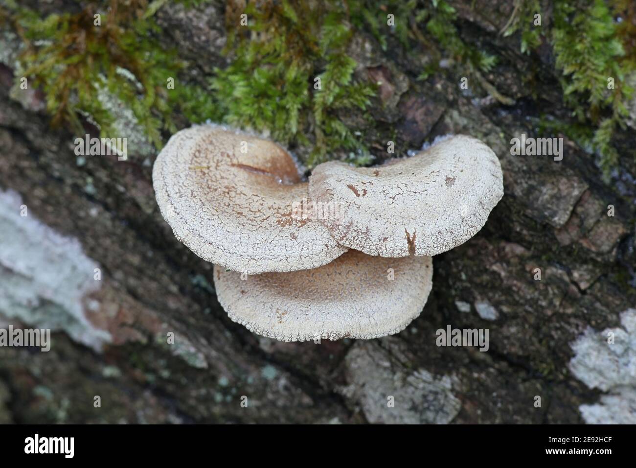 Panellus stipticus, commonly known as the bitter oyster, astringent ...