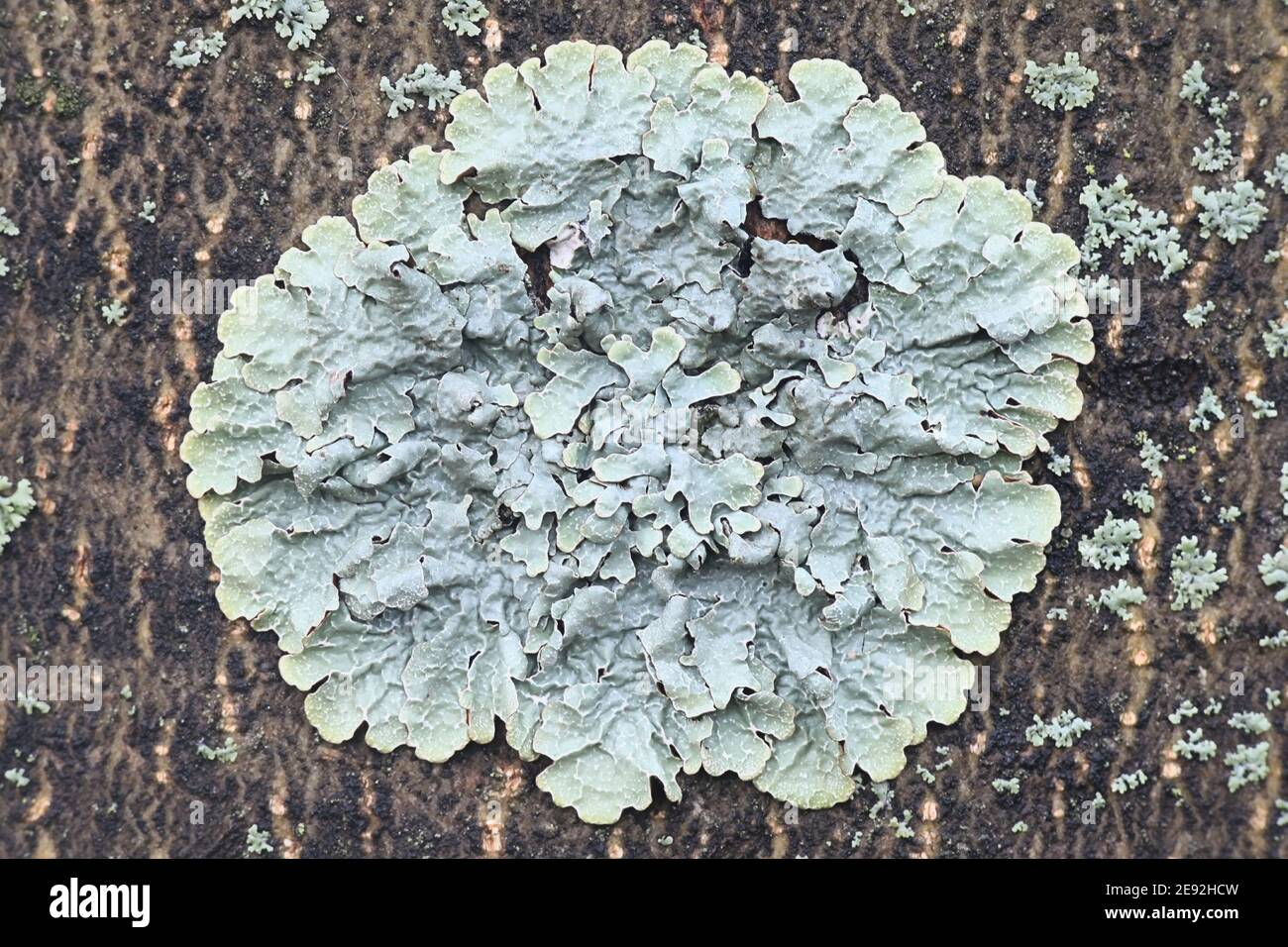Parmelia sulcata, commonly known as hammered shield lichen, cracked ...