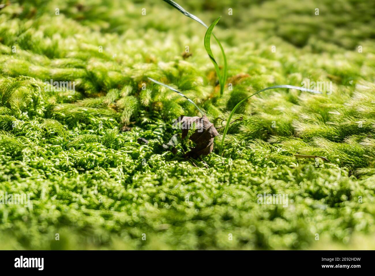 Close up detail of green leaves in the traditional Japanese moss garden ...