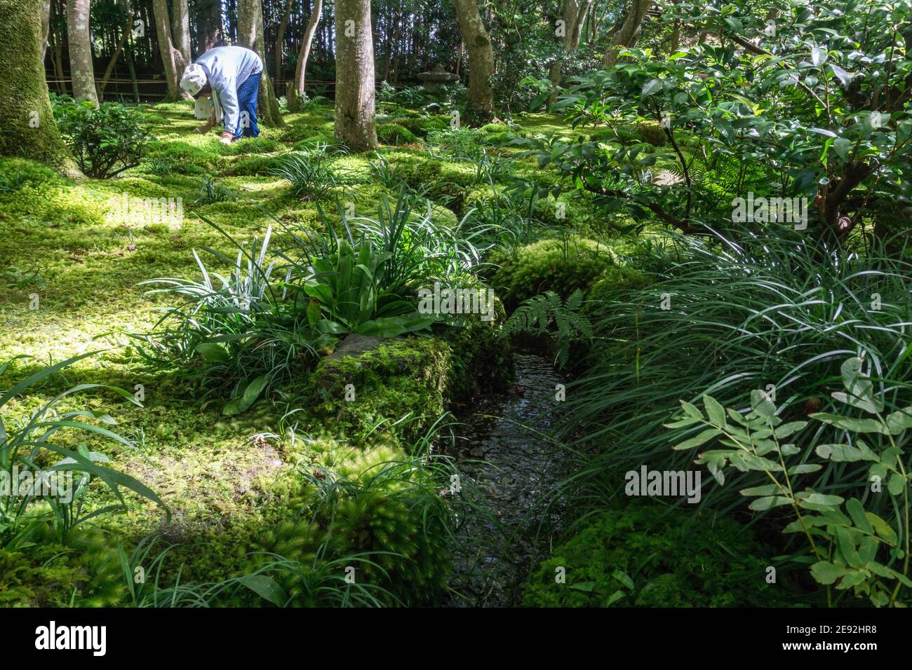 Kyoto Moss Garden High Resolution Stock Photography and Images - Alamy