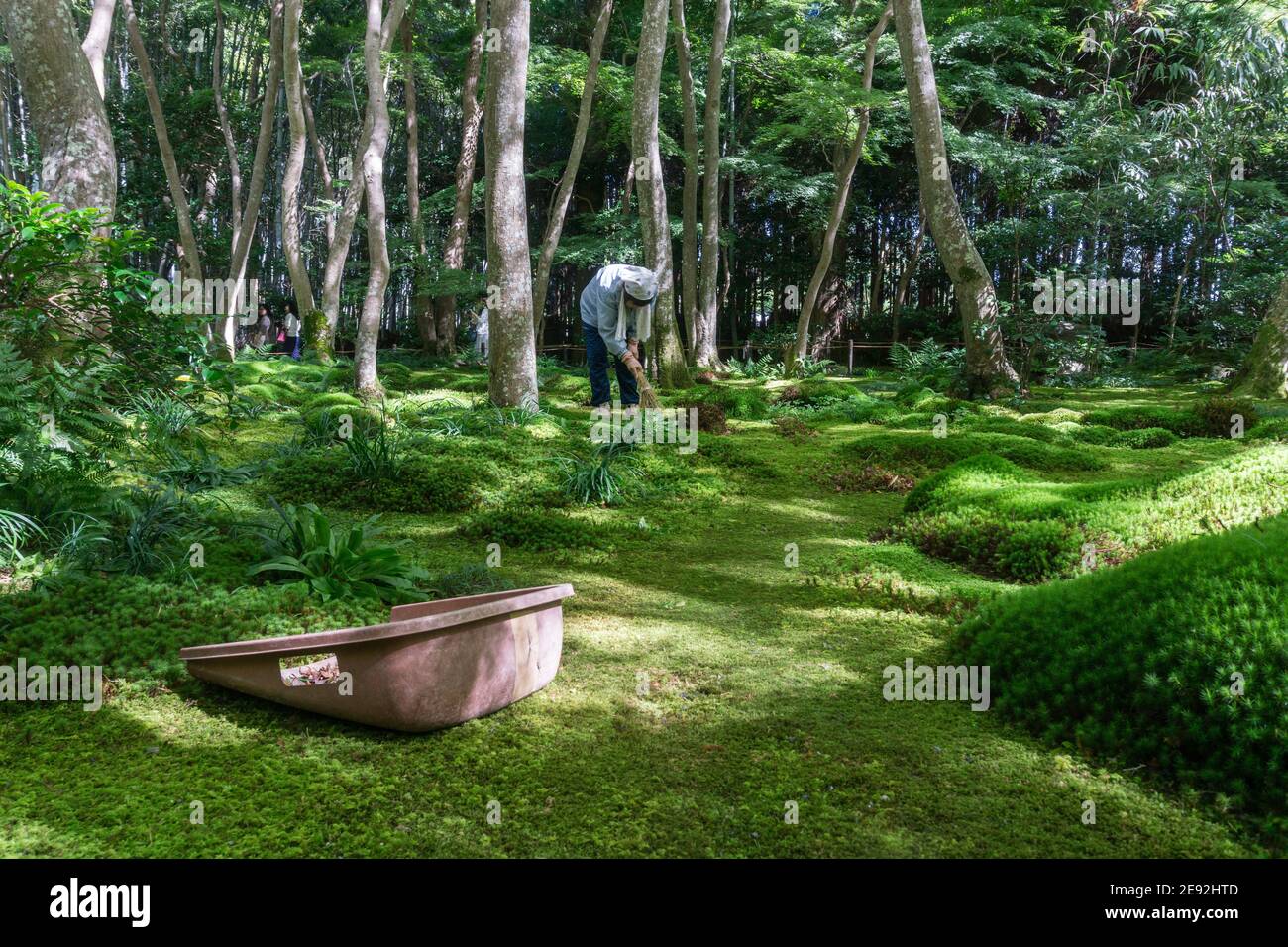 A gardener working in the traditional Japanese moss garden at Gio-ji ...