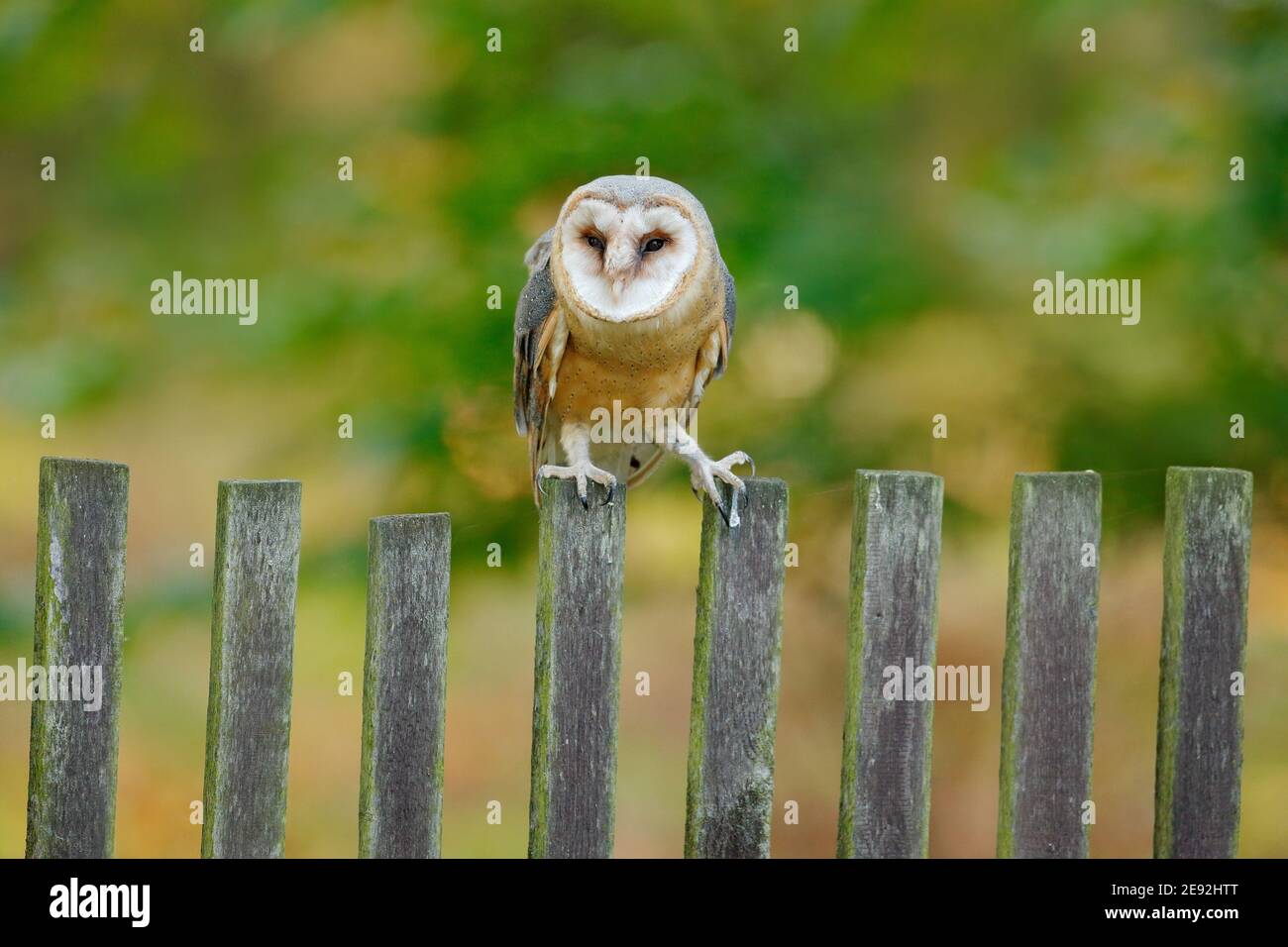 Barn owl sitting on wooden fence with dark green background, bird in ...
