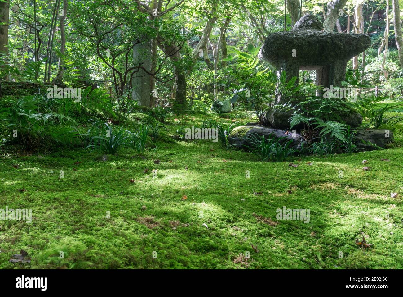Traditional Japanese moss garden with maple trees and stone lanterns at ...