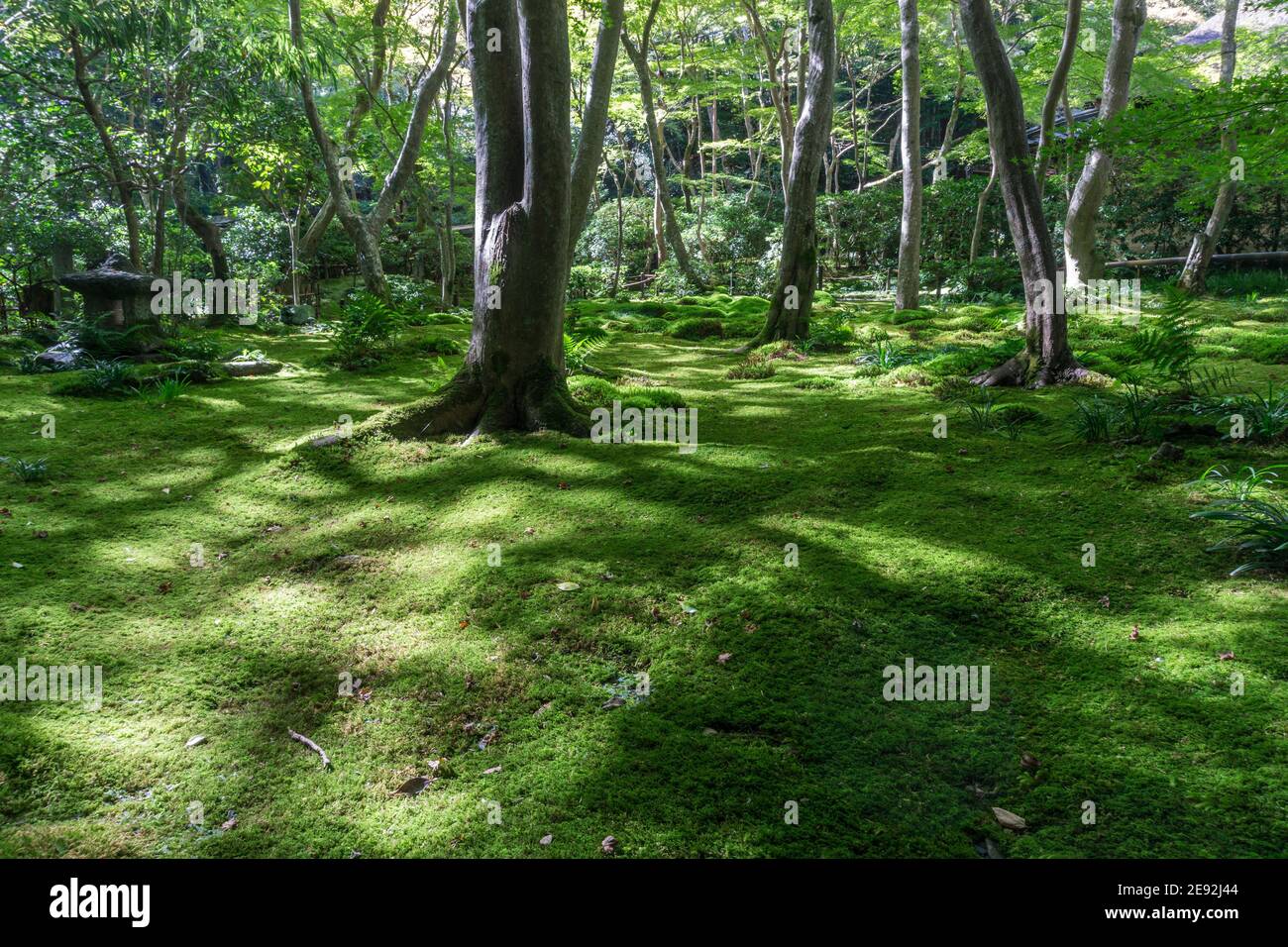 Traditional Japanese moss garden with maple trees and stone lanterns at ...