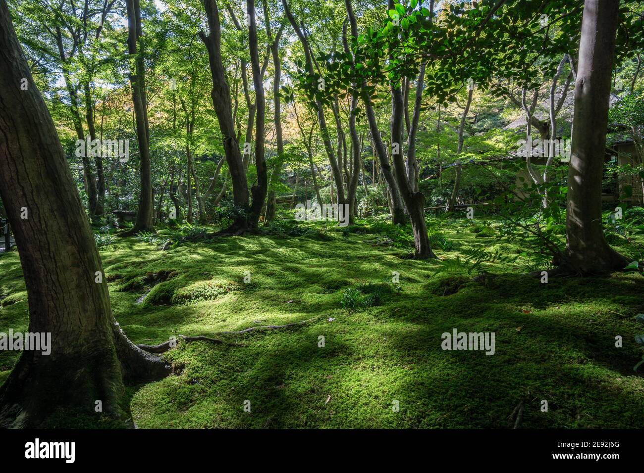 Traditional Japanese moss garden with maple trees and stone lanterns at ...