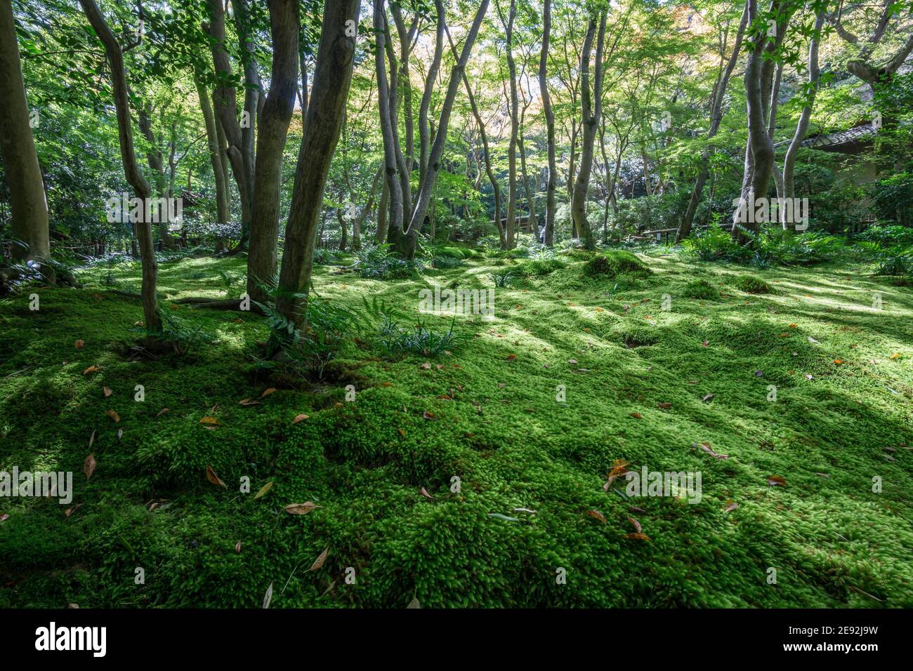Traditional Japanese moss garden with maple trees and stone lanterns at ...