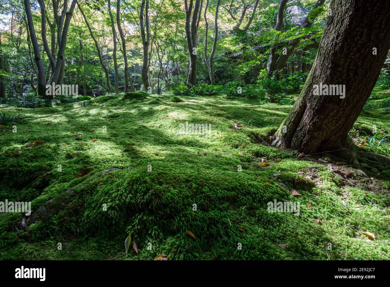 Traditional Japanese moss garden with maple trees and stone lanterns at ...