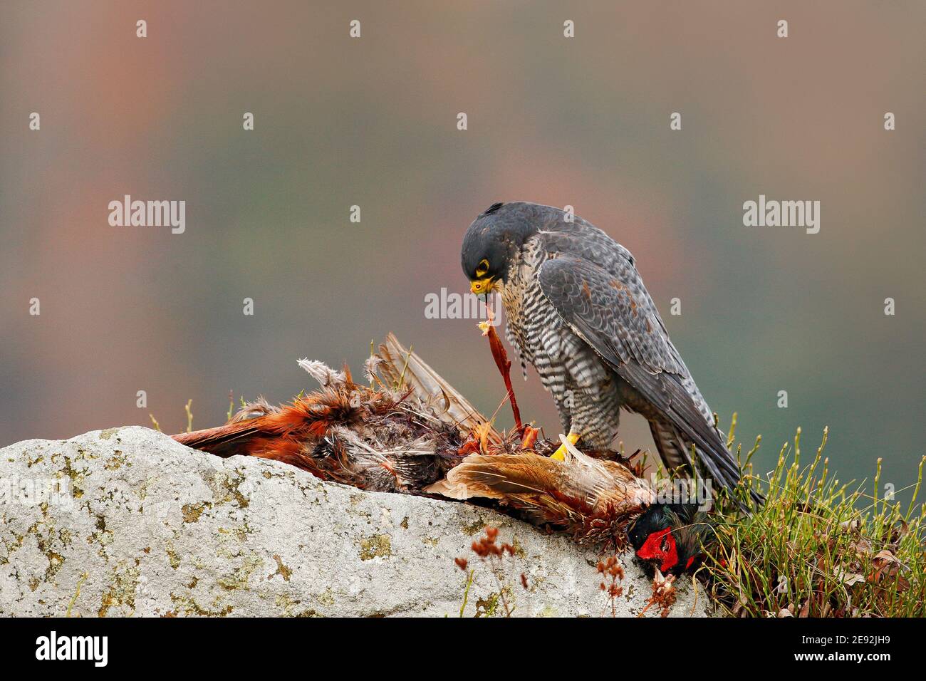 Peregrine Falcon Food