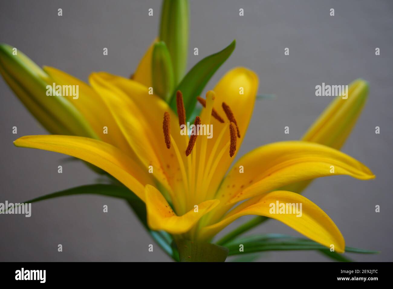 Yellow lily flower Stock Photo - Alamy