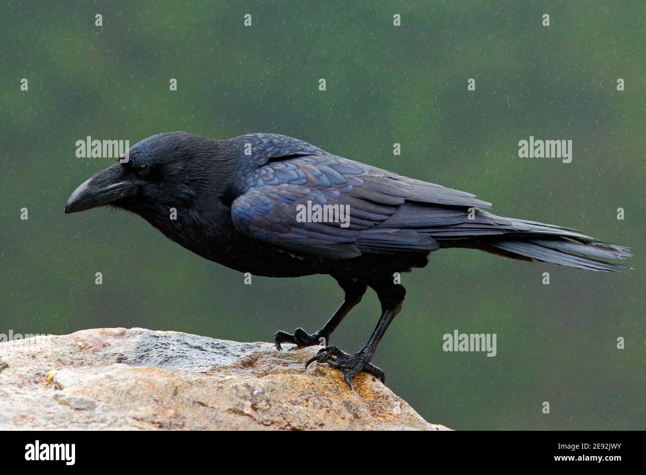 Raven Dead High Resolution Stock Photography and Images - Alamy