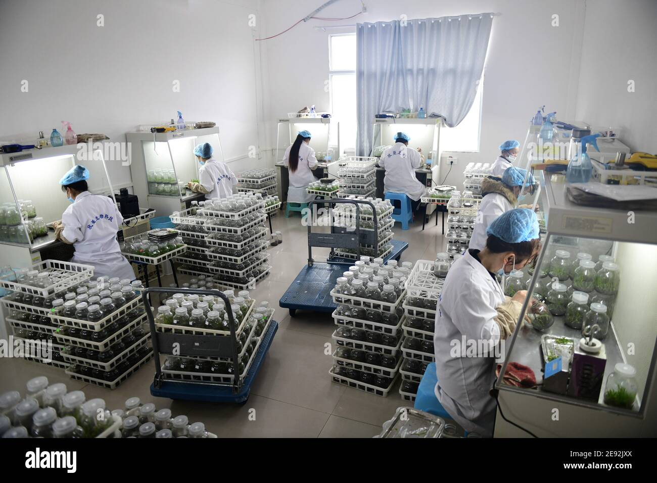 ANLONG, CHINA - FEB 2, 2021 - Technicians inoculate seedlings at a ...