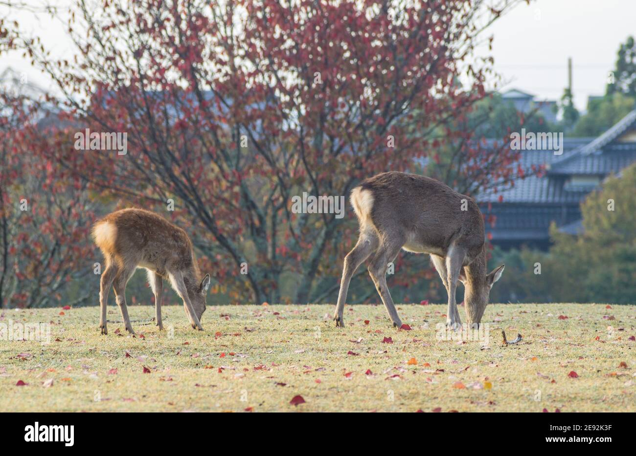 Tame deer cervus hi-res stock photography and images - Alamy