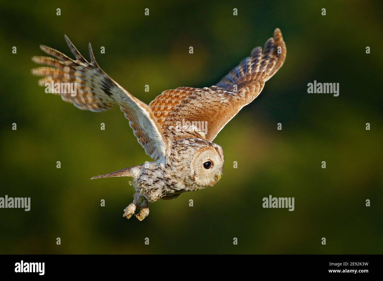 Tawny owl flying prey hi-res stock photography and images - Alamy