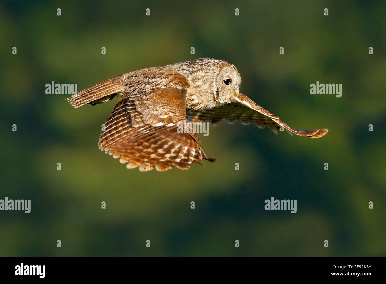 Tawny owl flying prey hi-res stock photography and images - Alamy