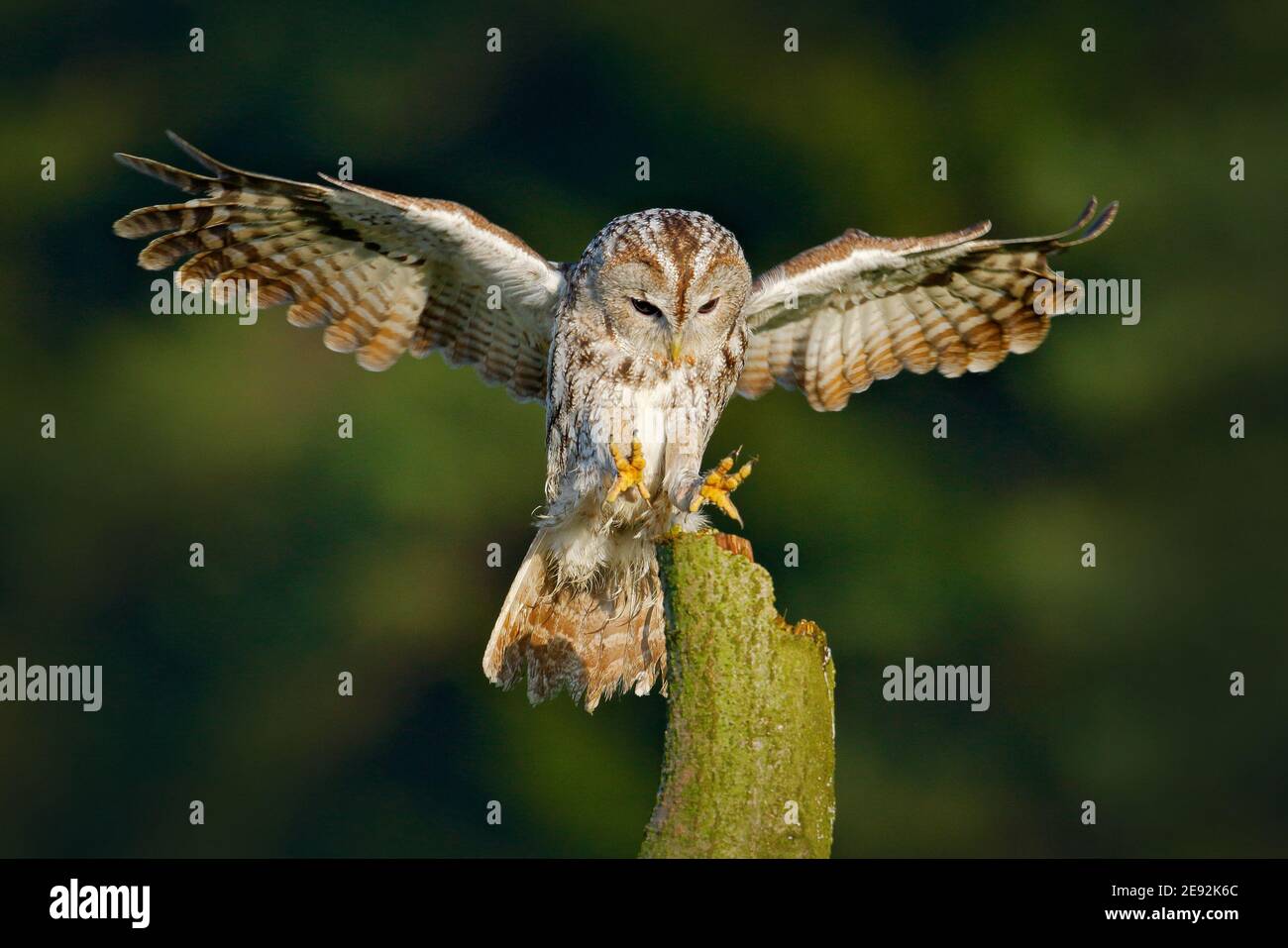 Flying Eurasian Tawny Owl, Strix aluco, with nice green blurred forest ...
