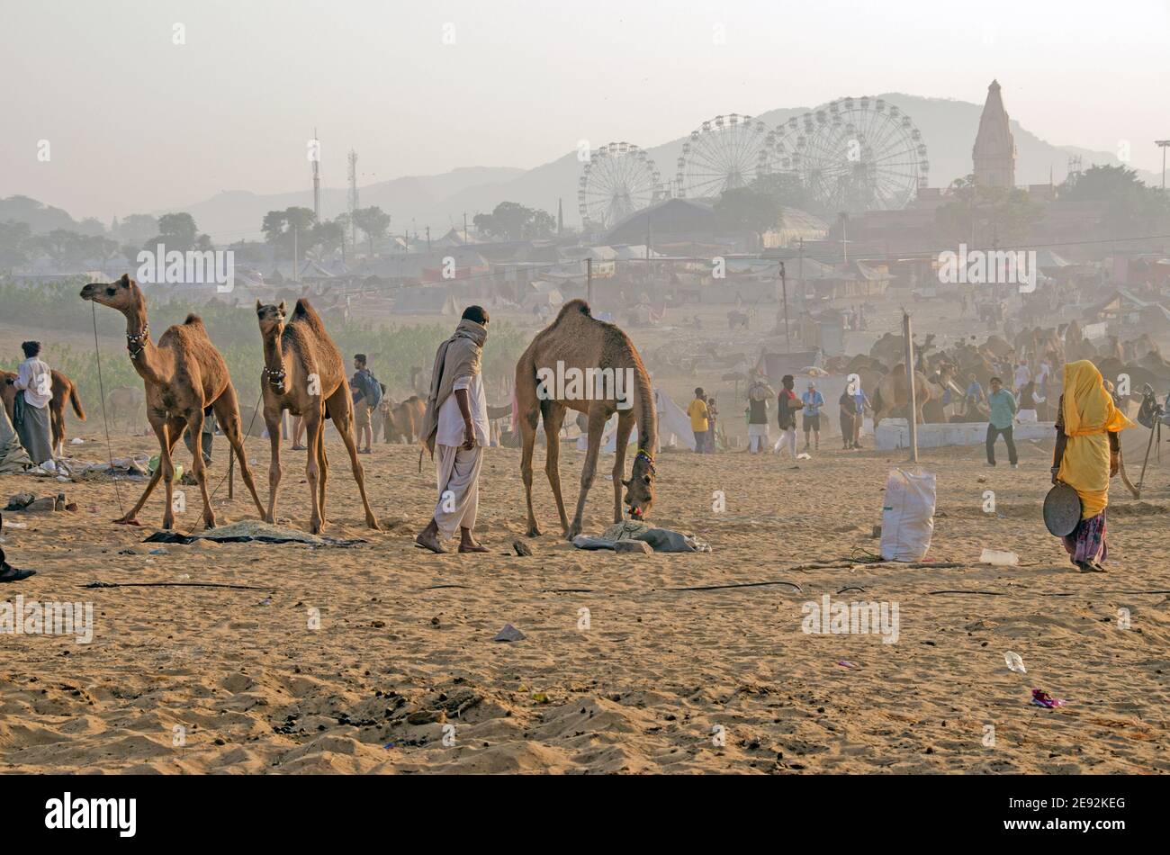 morning at pushkar mela ground rajasthan india Stock Photo - Alamy