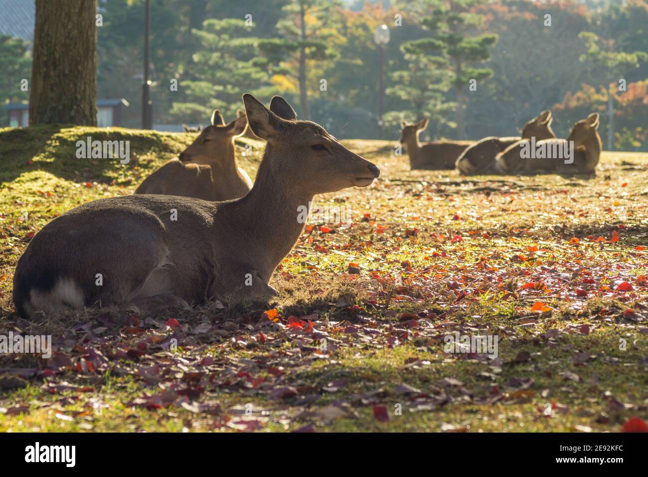 Tame deer cervus hi-res stock photography and images - Alamy