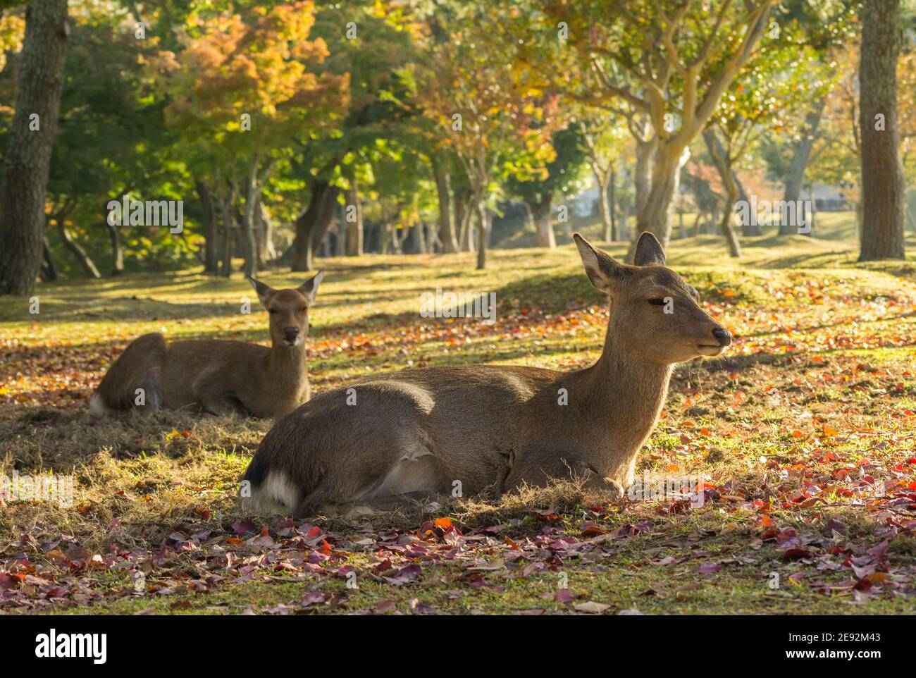 Sika deer tame cervus hi-res stock photography and images - Alamy