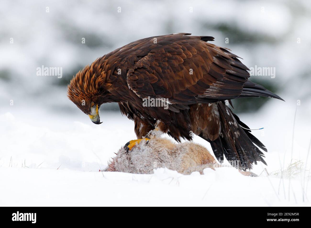 Wildlife scene with bird from winter nature. Golden Eagle with caught ...