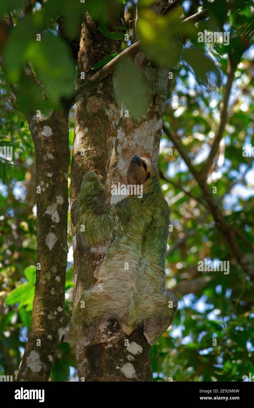 Sloth in nature habitat. Beautiful Hoffman’s Two-toed Sloth, Choloepus ...