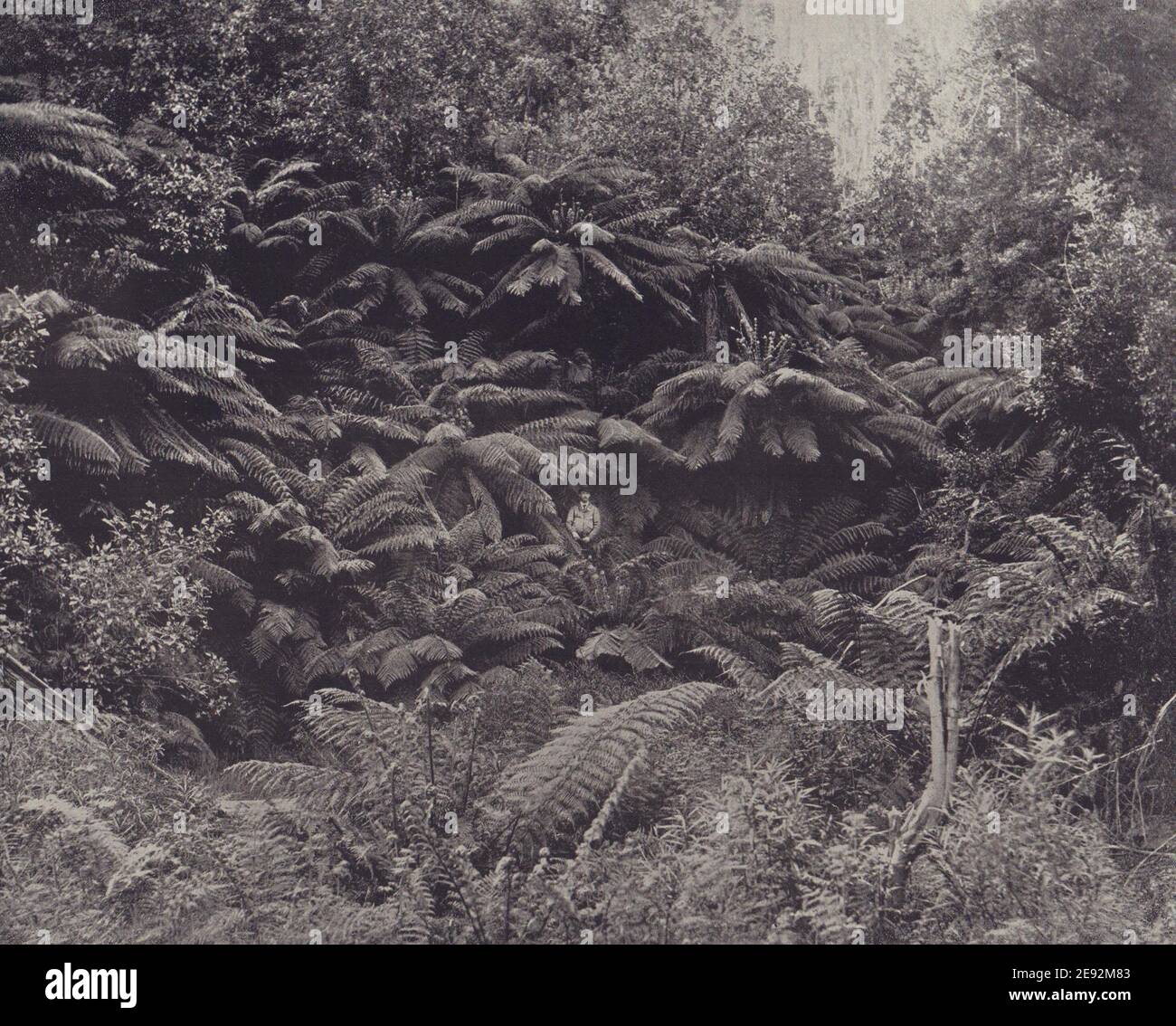 Giant Ferns. Plants. STODDARD 1895 old antique vintage print picture ...