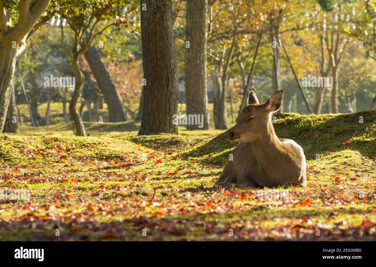 Tame Japanese deer (cervus nippon) realxing in the early morning autumn ...