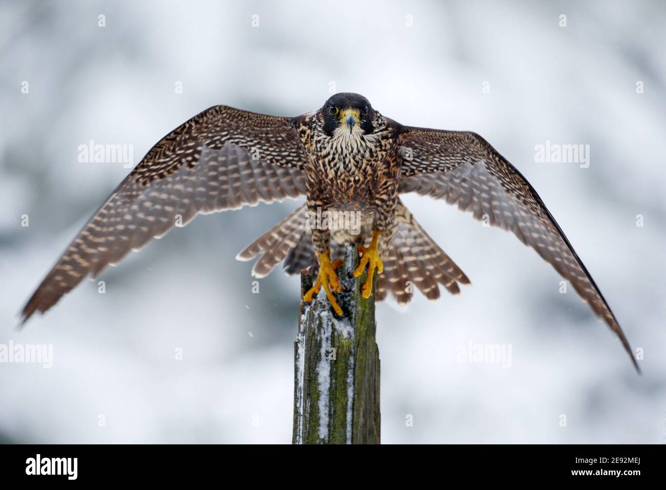 Falcon hunt hi-res stock photography and images - Alamy