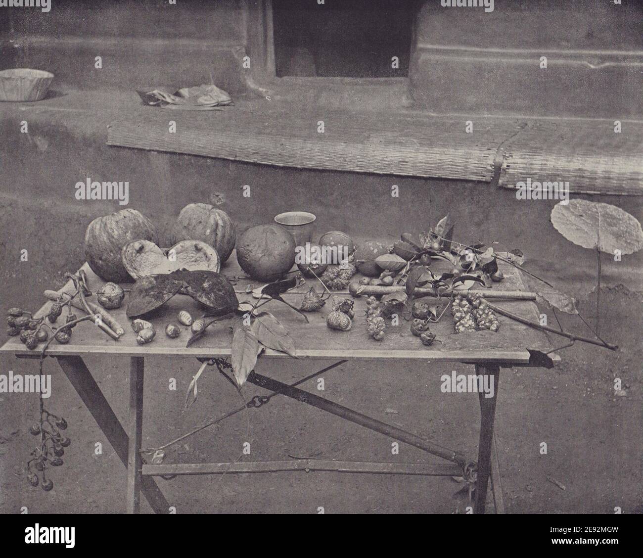 Ivory fruit hi-res stock photography and images - Alamy