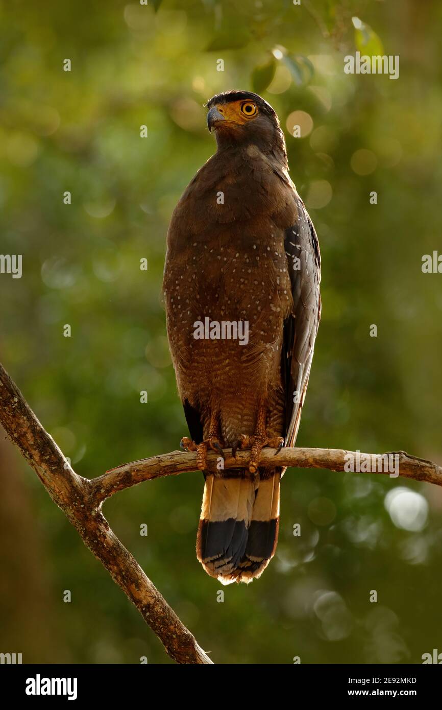 Crested serpent eagle, Spilornis cheela in environment, looking for ...