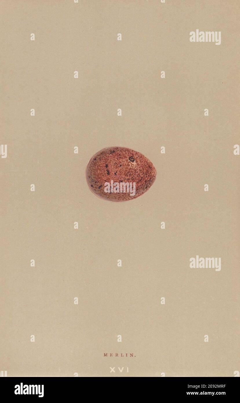 BRITISH BIRD EGGS. Merlin. MORRIS 1896 old antique vintage print ...