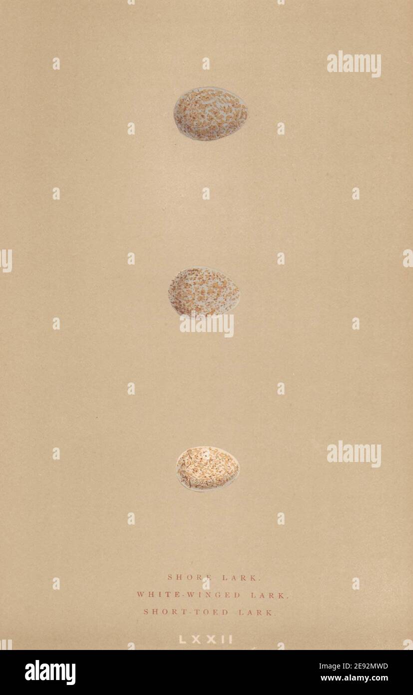 White toed lark hi-res stock photography and images - Alamy