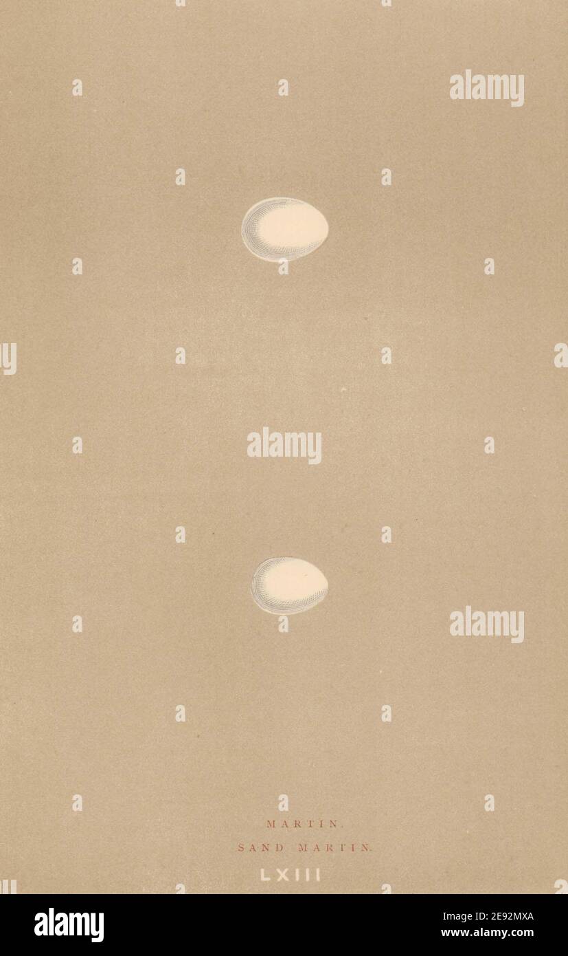 BRITISH BIRD EGGS. Martin Sand Martin. MORRIS 1896 old antique print ...