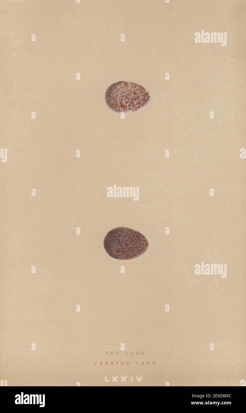 BRITISH BIRD EGGS. Sky lark. Crested lark. MORRIS 1896 old antique ...