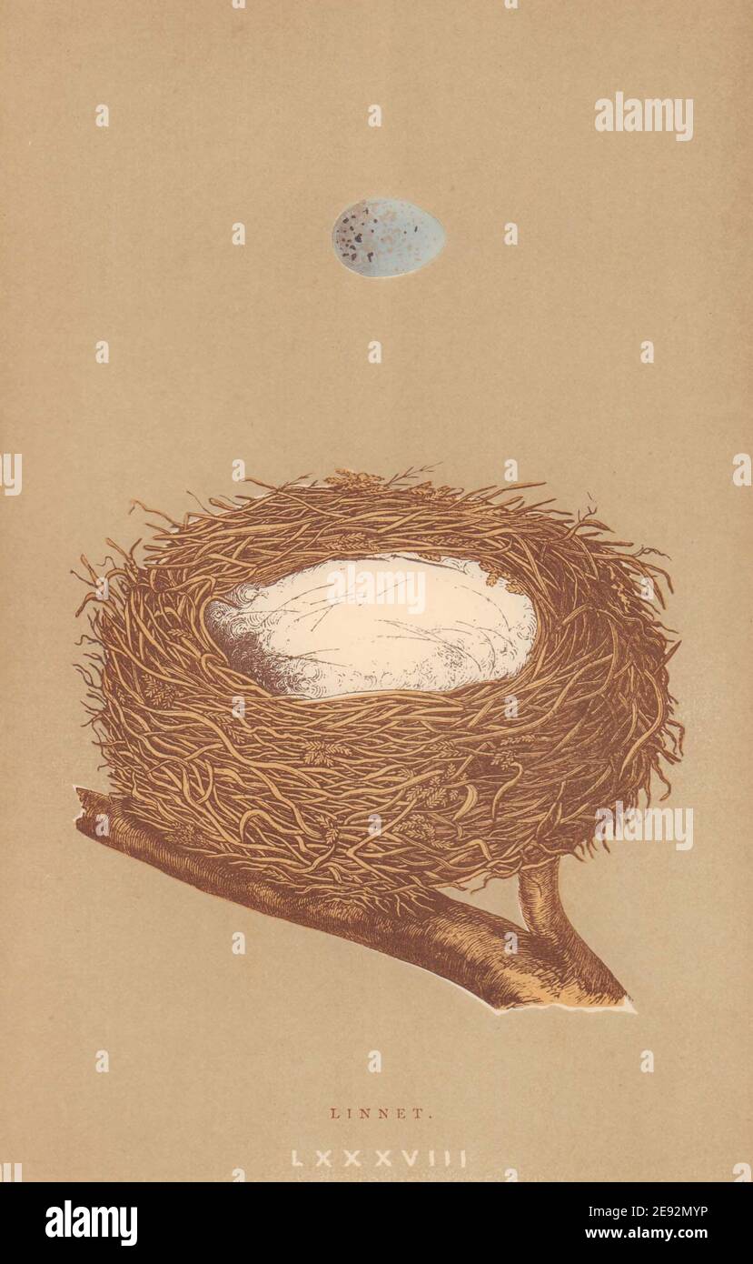 BRITISH BIRD EGGS & NESTS. Linnet. MORRIS 1896 old antique print ...