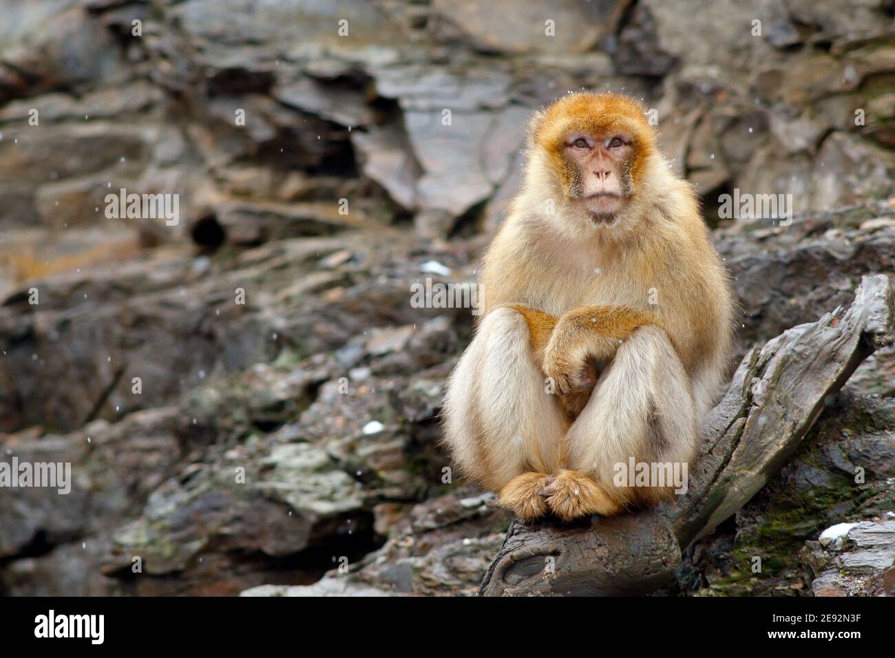 Barbary monkey female young macaca hi-res stock photography and images ...