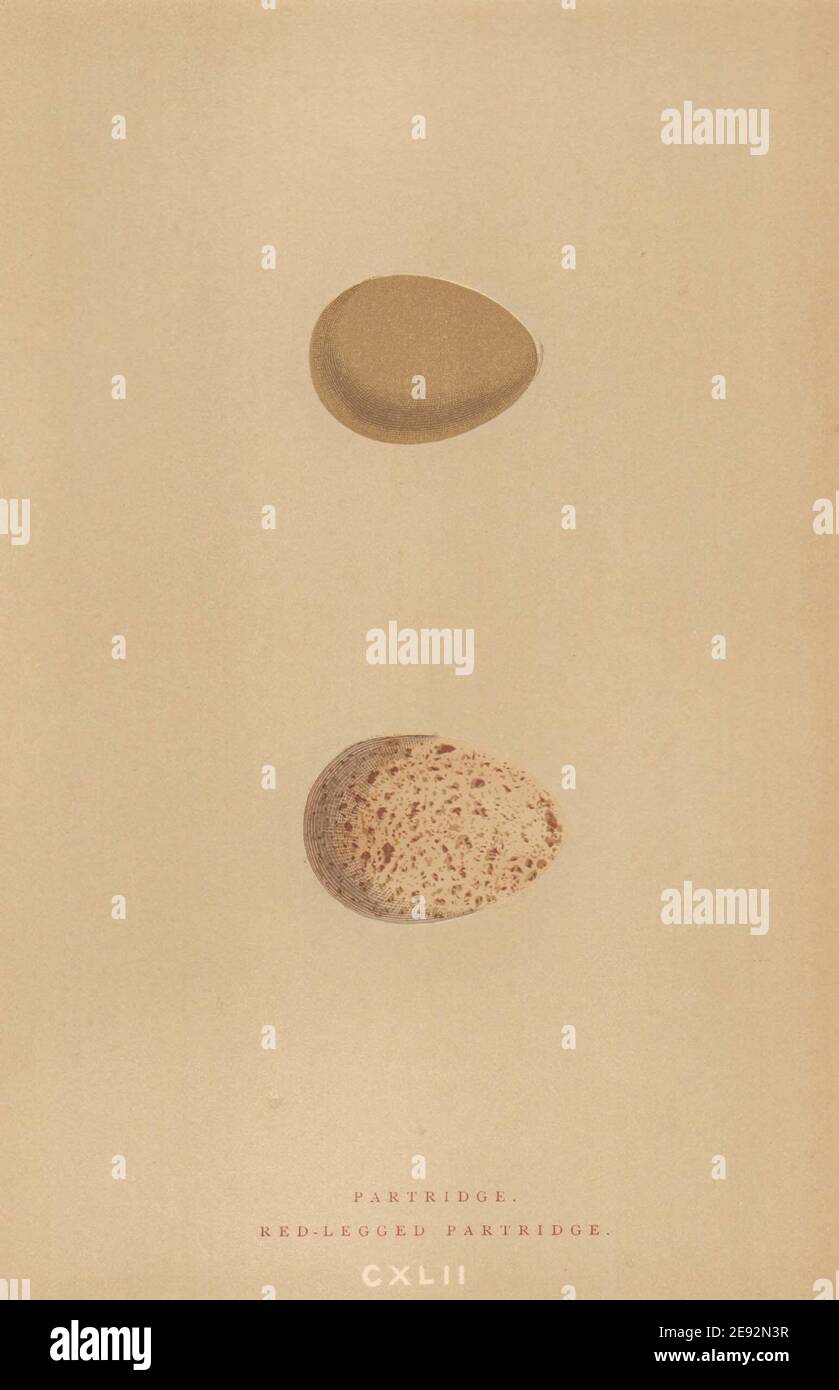 BRITISH BIRD EGGS. Partridge. Red-legged Partridge. MORRIS 1896 old ...