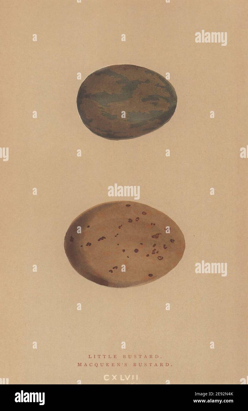 BRITISH BIRD EGGS. Little Bustard. Macqueen's Bustard. MORRIS 1896 old ...