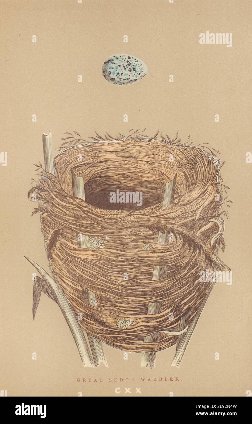 BRITISH BIRD EGGS & NESTS. Great Sedge Warbler. MORRIS 1896 old antique ...