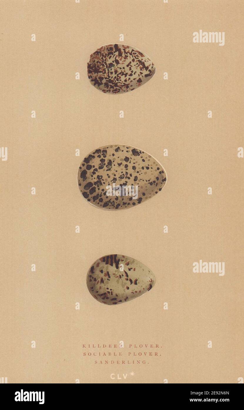 British bird eggs hi-res stock photography and images - Alamy