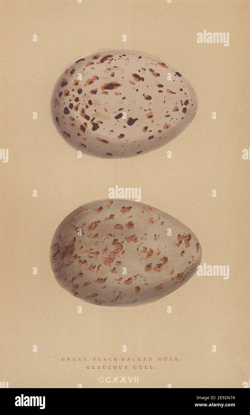 BRITISH BIRD EGGS. Great Black-Backed gull. Glaucous Gull. MORRIS 1896 ...