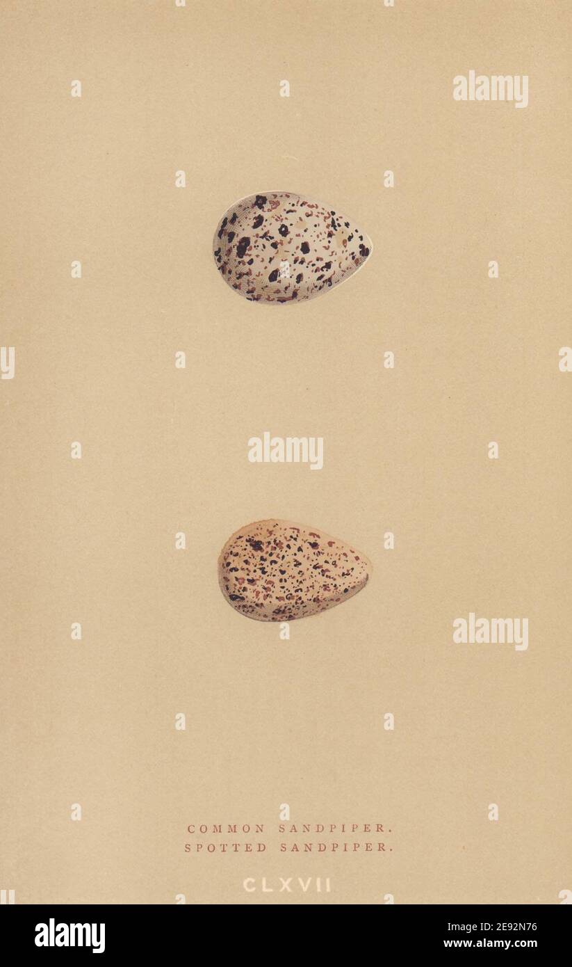 BRITISH BIRD EGGS. Common Sandpiper. Spotted Sandpiper. MORRIS 1896 old ...