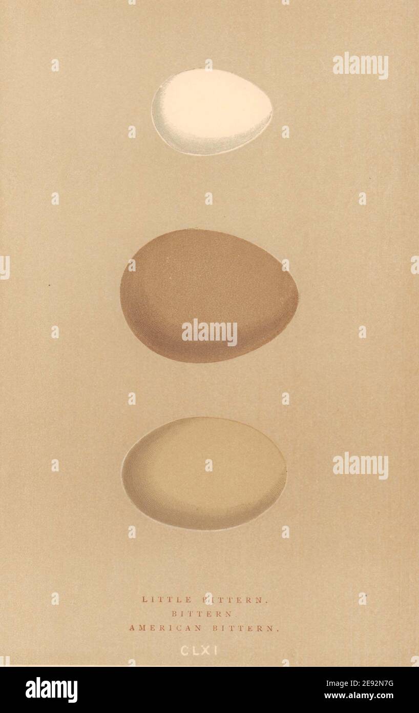 British bird eggs hi-res stock photography and images - Alamy