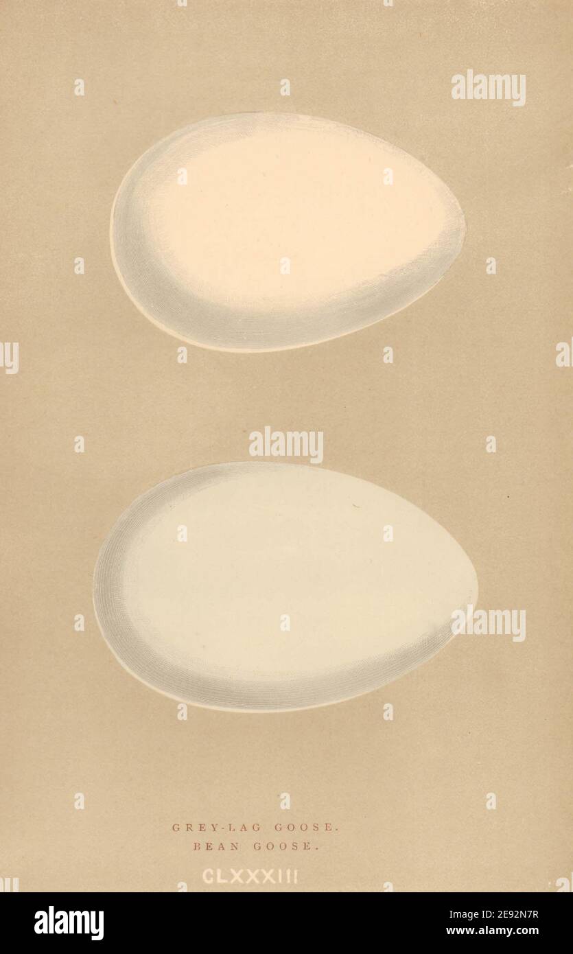 Old lag hi-res stock photography and images - Alamy