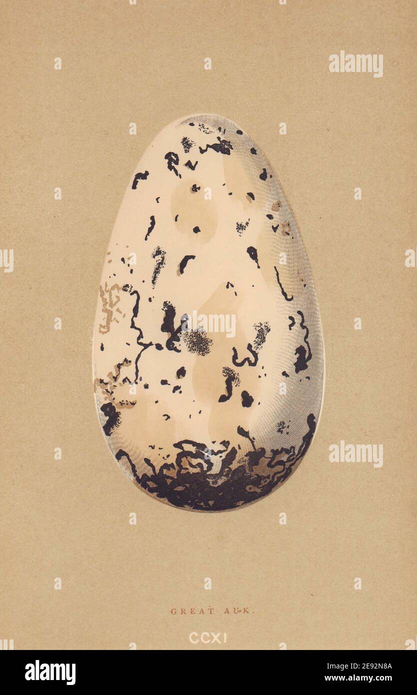 Great auk hi-res stock photography and images - Alamy