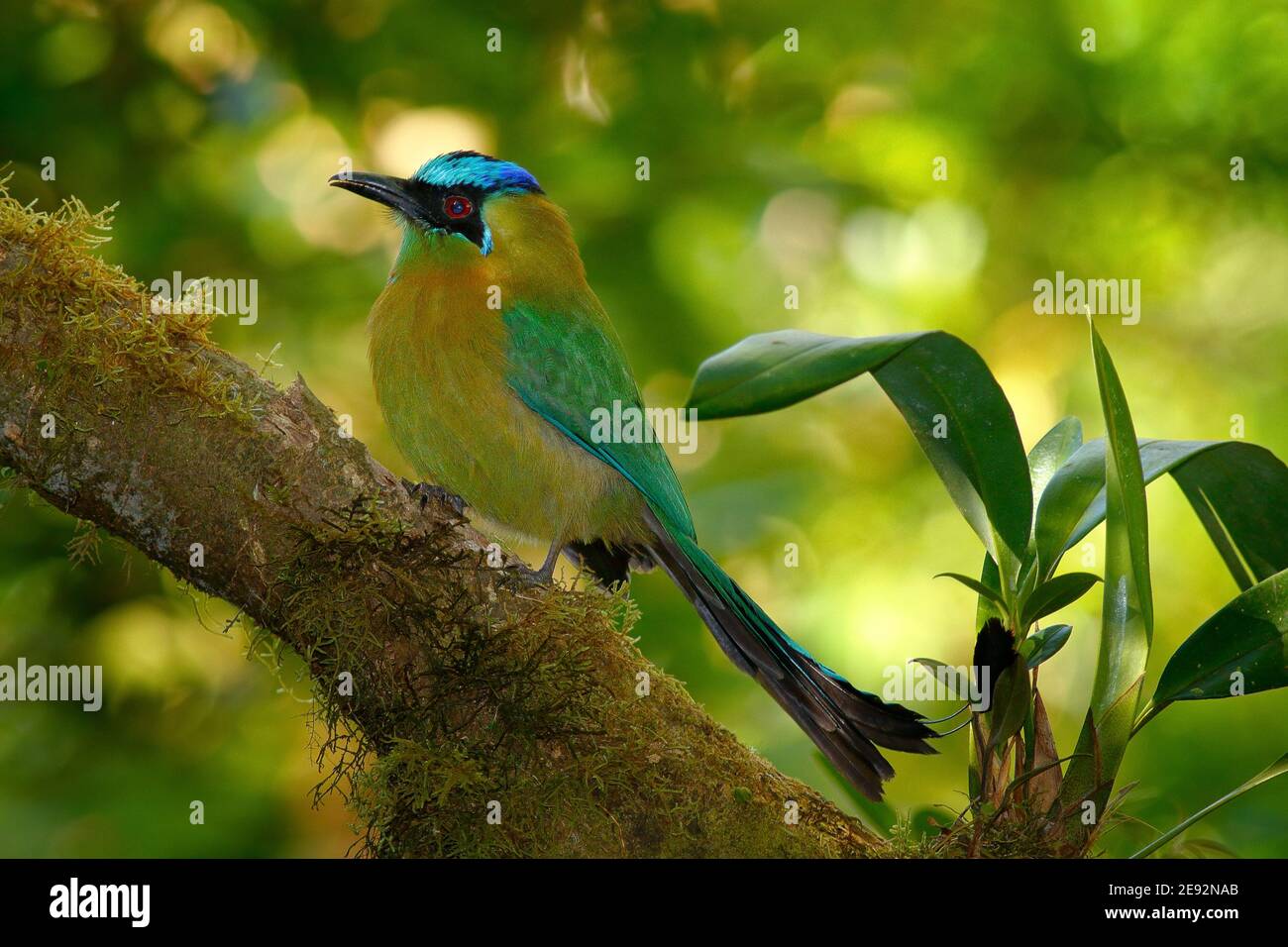 Blue-crowned Motmot, Momotus momota, portrait of nice green and yellow ...