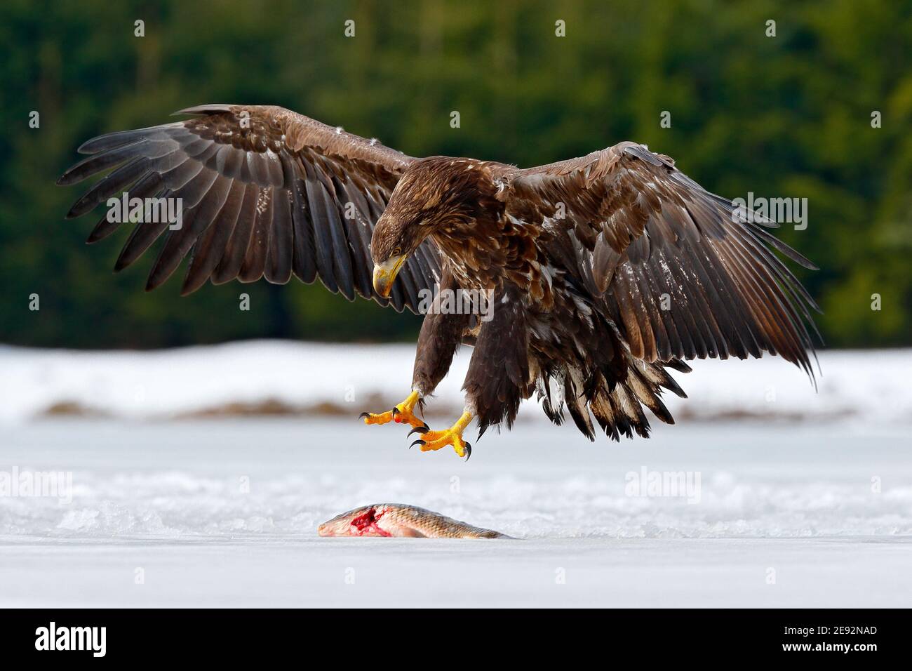 Golden Eagle with caught fish in snowy winter, snow in the forest ...