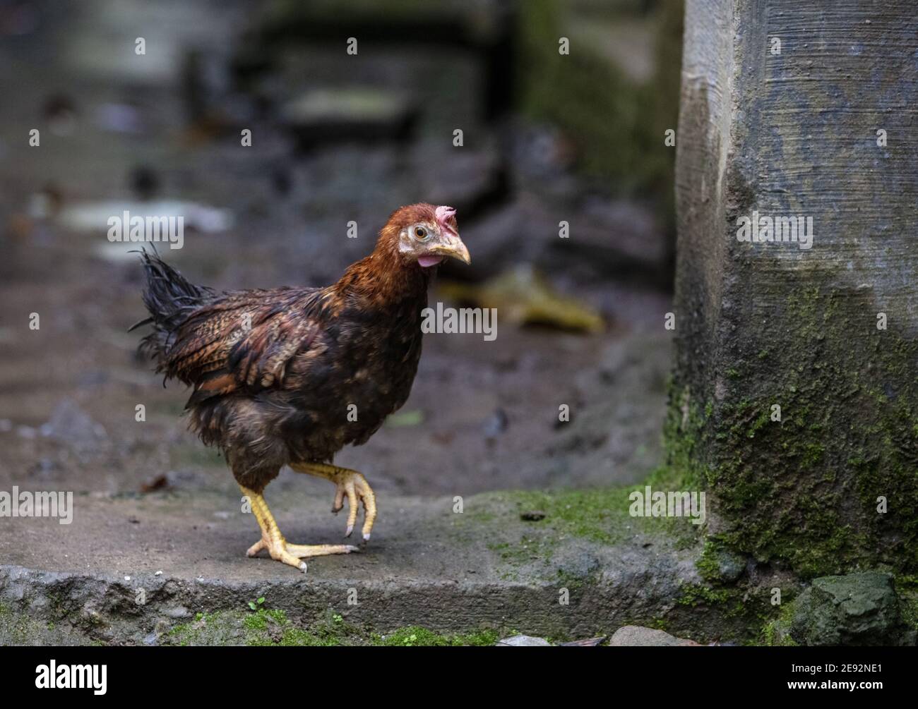 Shicheng scenic spot hi-res stock photography and images - Alamy
