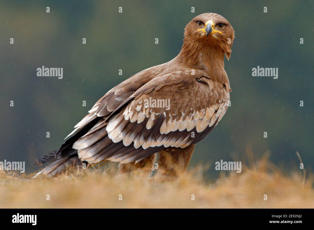 Egypt National Bird