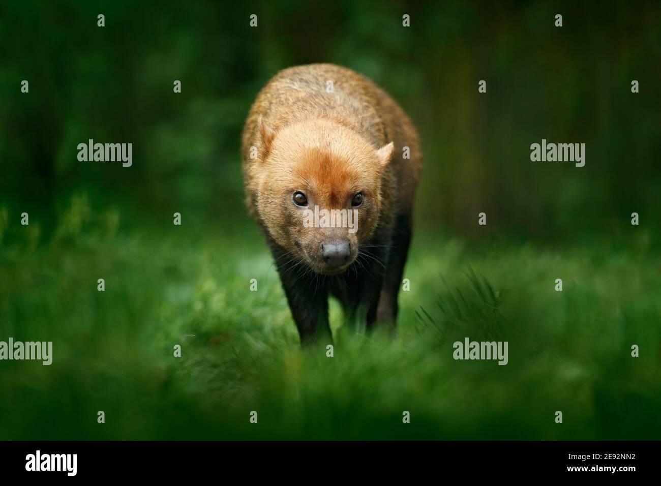 Brown wild Bush Dog, Speothos venaticus, from tropical forest in Peru ...