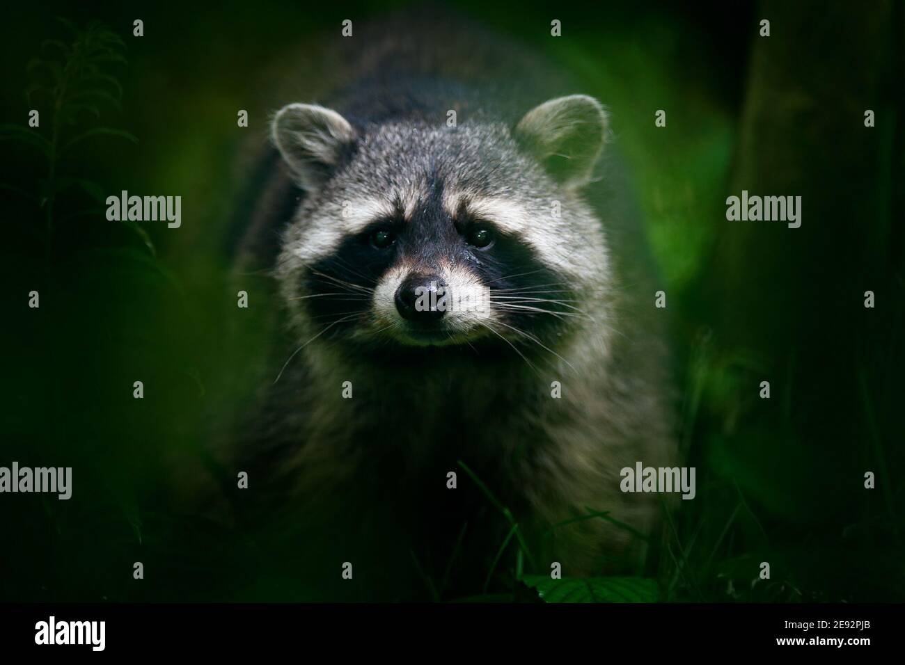 Detail portrait of Raccoon, Procyon lotor, hidden in the wood in ...